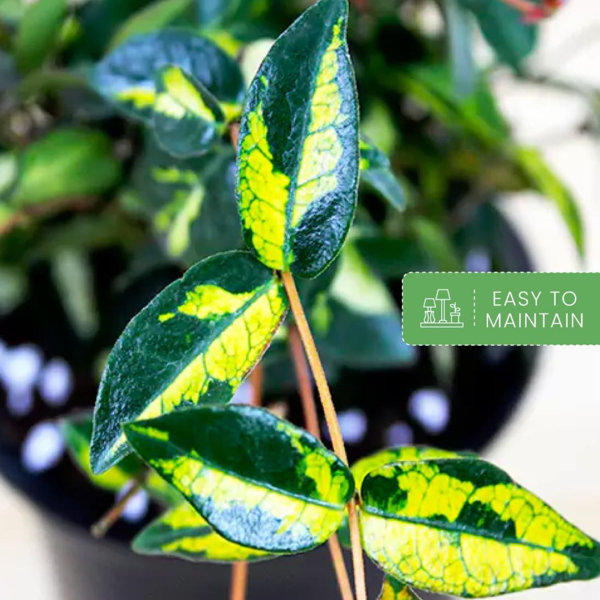 American Plant Exchange Jasmine Summer Sunset, Colorful Live Plant, 6 ...