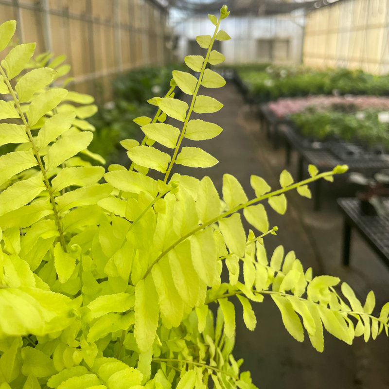 Thorsen's Greenhouse Live Gold Boston Fern Plant | Wayfair