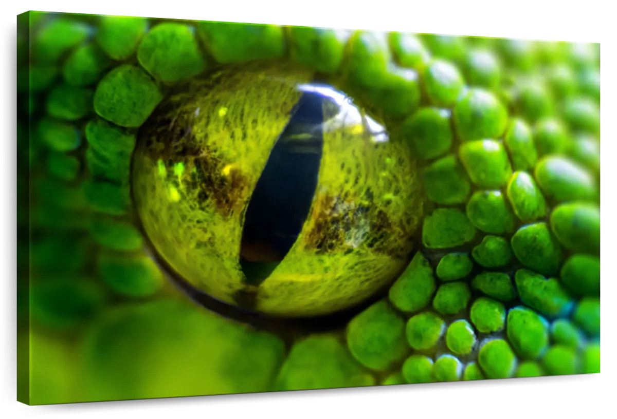 Ebern Designs Brampt Green Python Eye | Wayfair