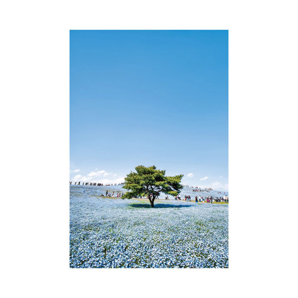 Latitude Run Lonely Tree With Baby Blue Eyes Nemophila Flowers At The ...