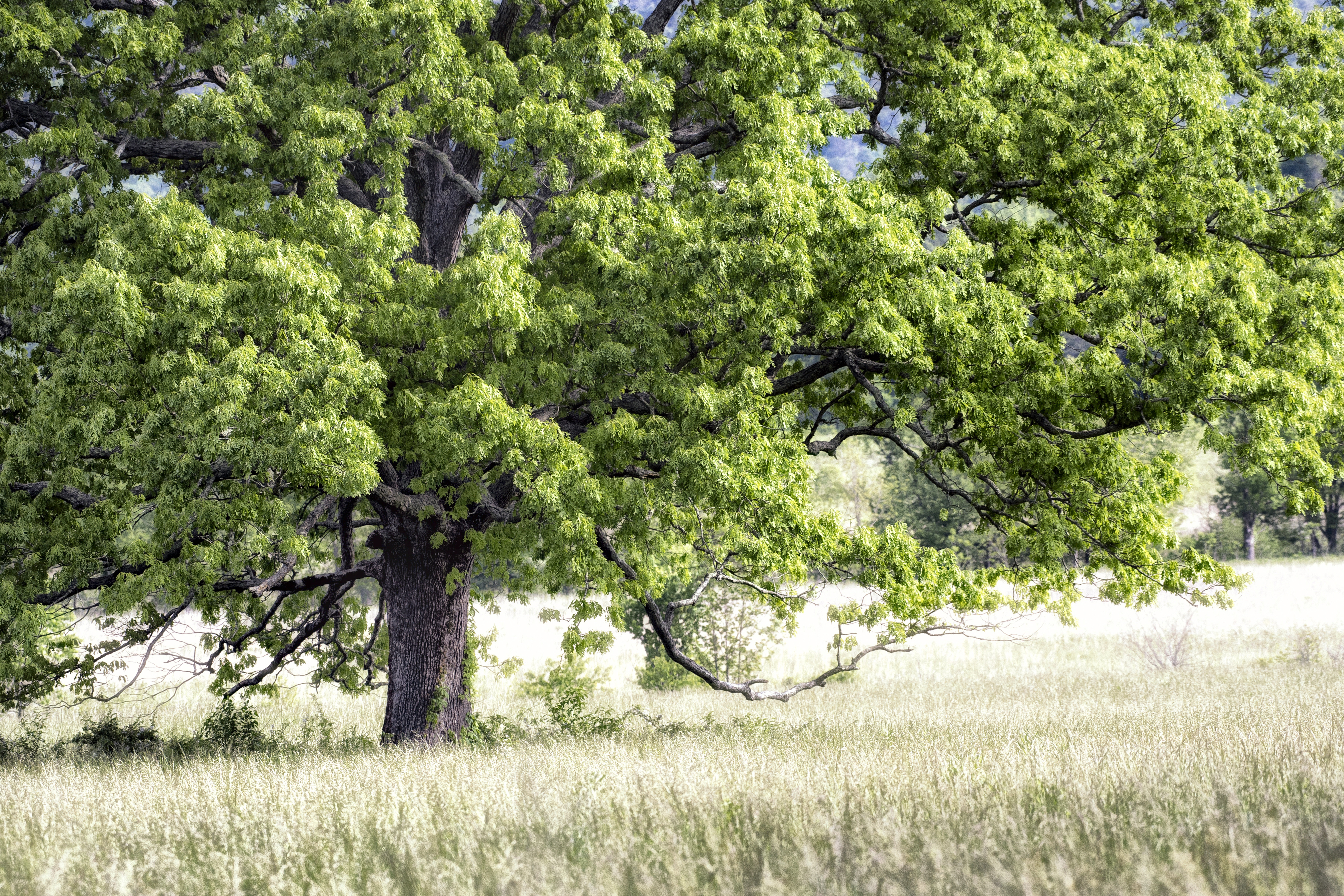 Ebern Designs Tree in Summer by Danny Head - Photograph | Wayfair.co.uk