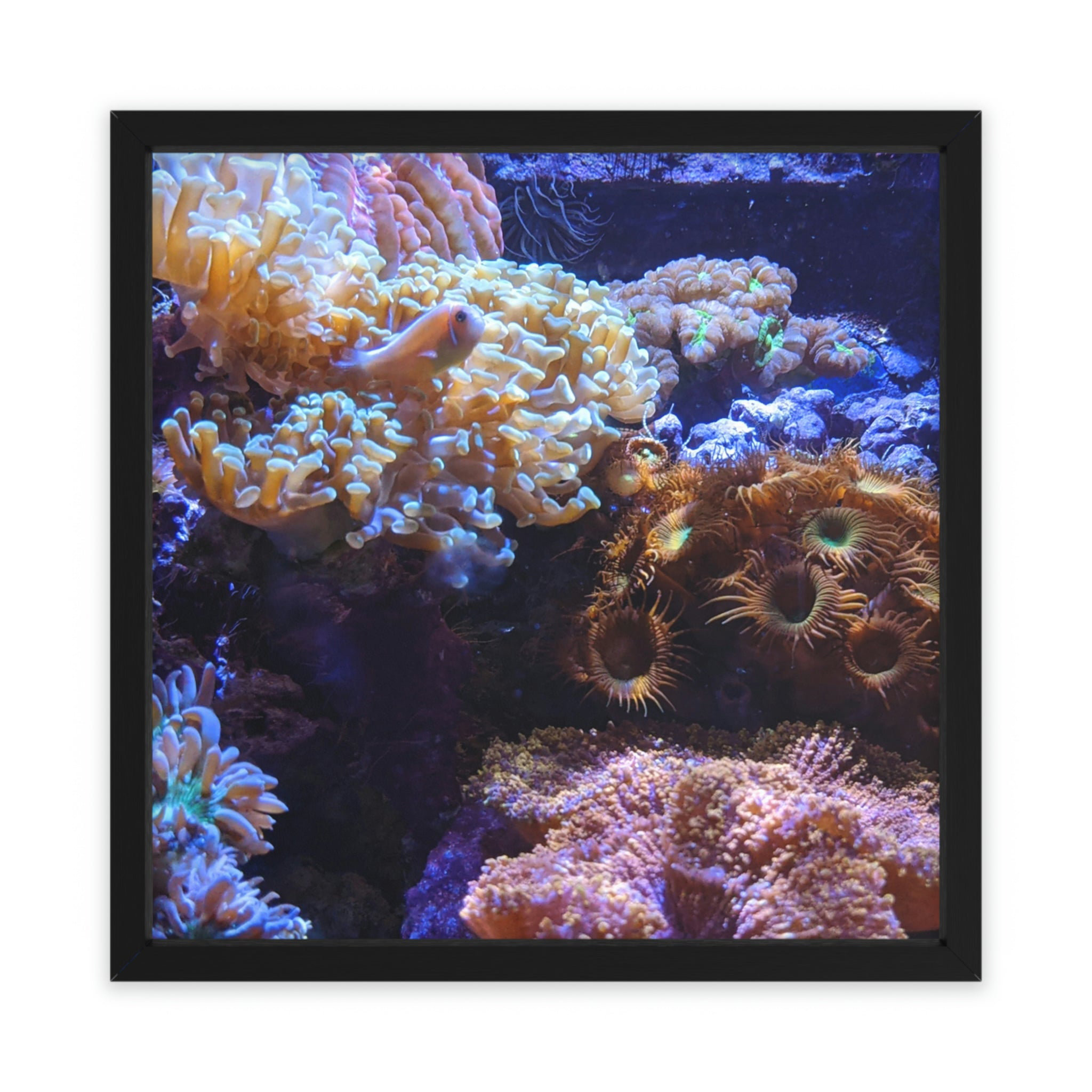 Trinx Aquarium Coral - Picture Frame Illustration | Wayfair