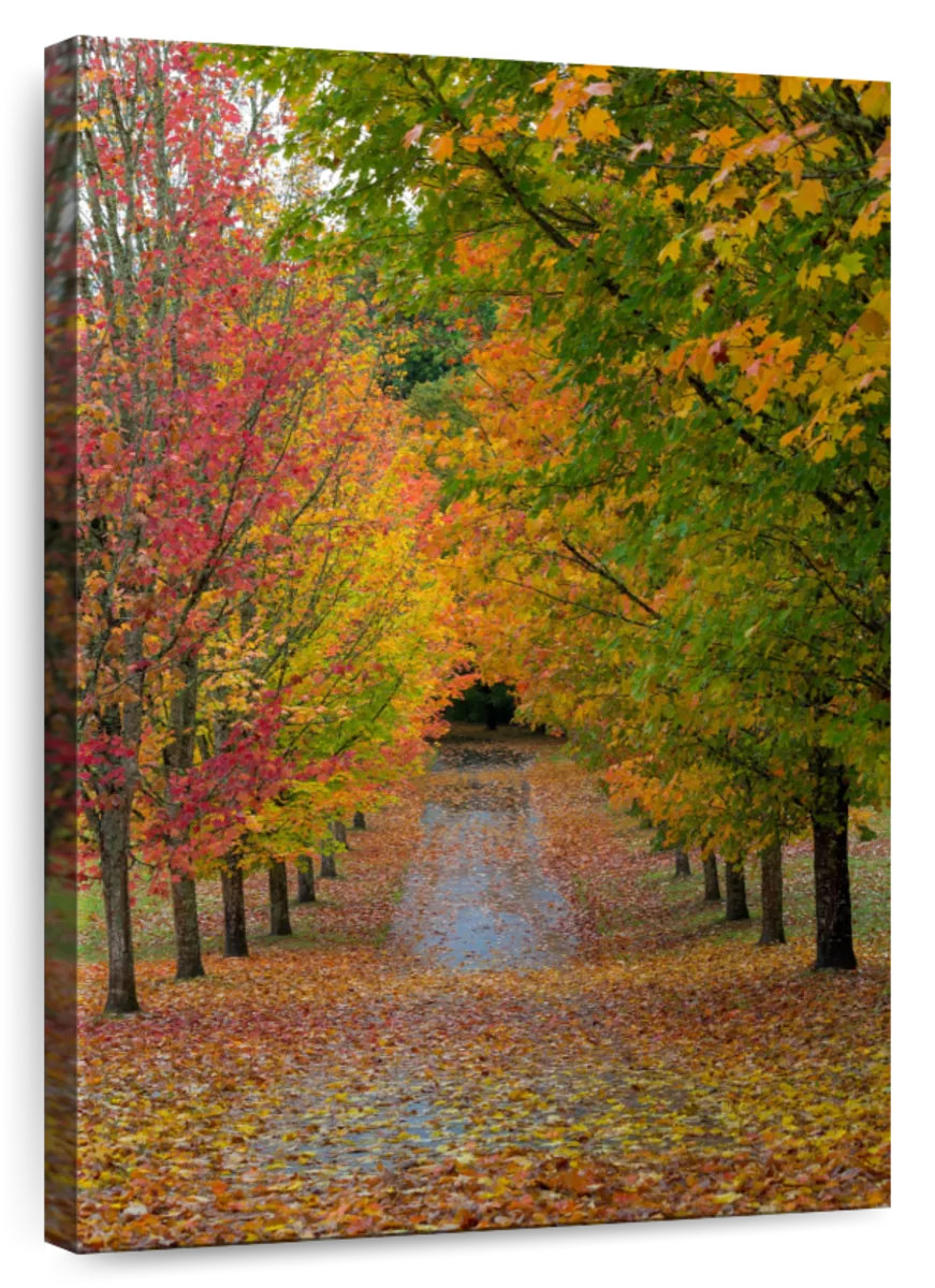 Lark Manor Harnek Path Of Maple Trees - Wayfair Canada