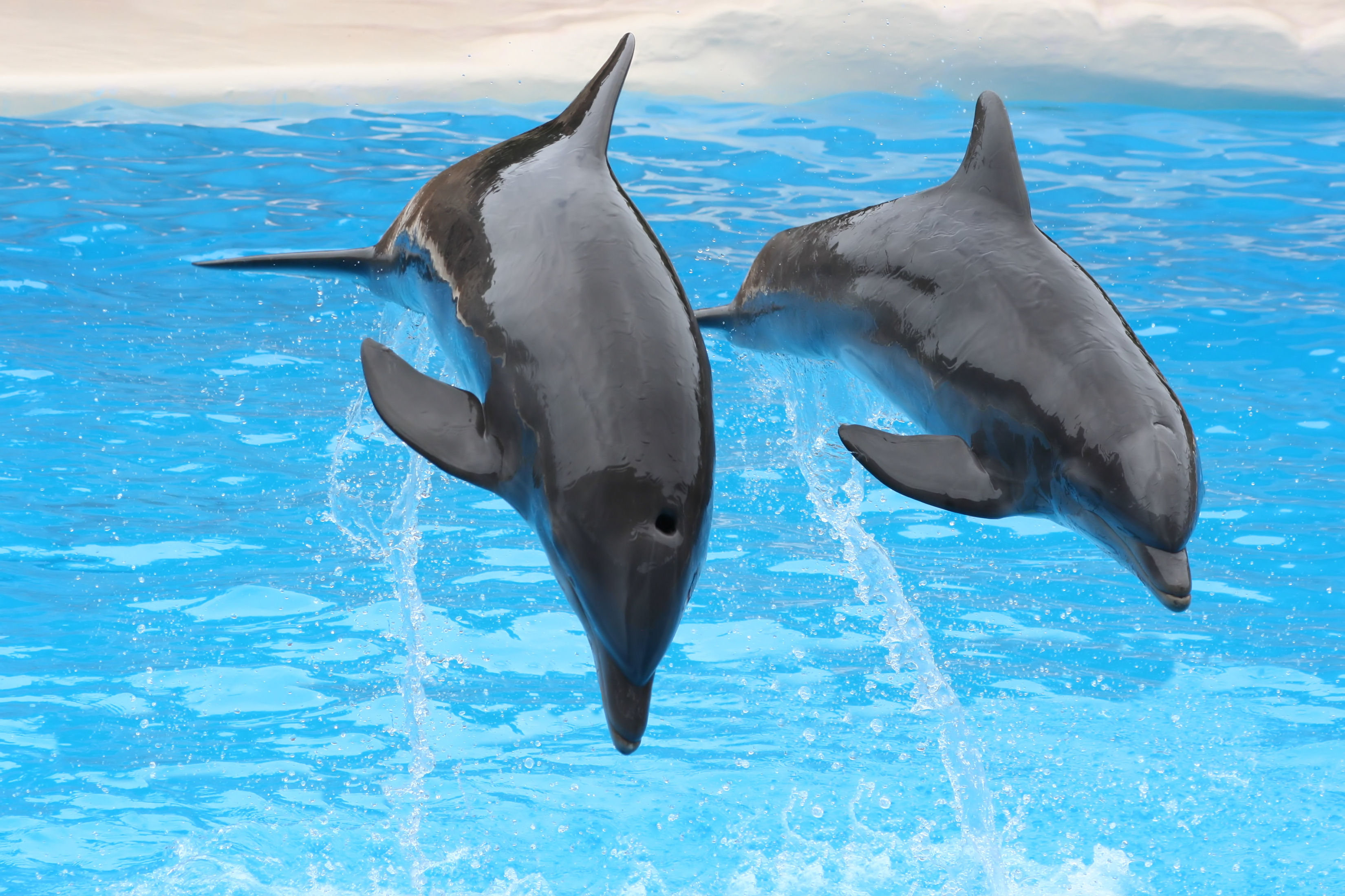 House of Hampton Dolphins Jumping | Wayfair.ie