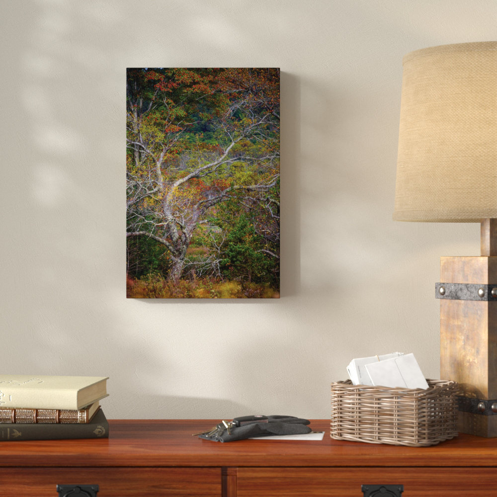 Millwood Pines 'Autumn Tree' Print on Canvas - Wayfair Canada