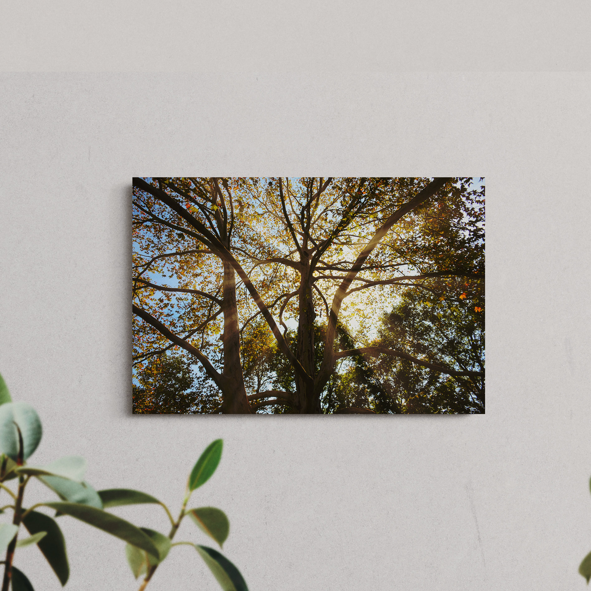Winston Porter Sunlight behind Trees | Wayfair Winston Porter Sunlight behind Trees | Wayfair