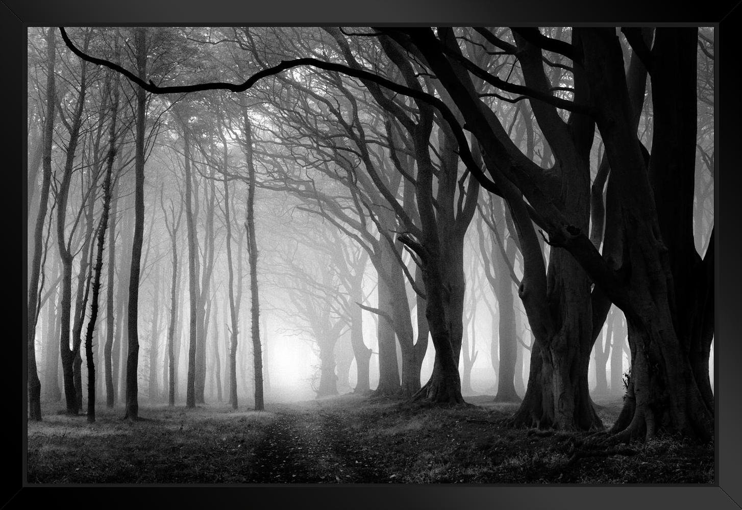 Latitude Run® Creepy Forest Black And White Photo Photograph Spooky ...