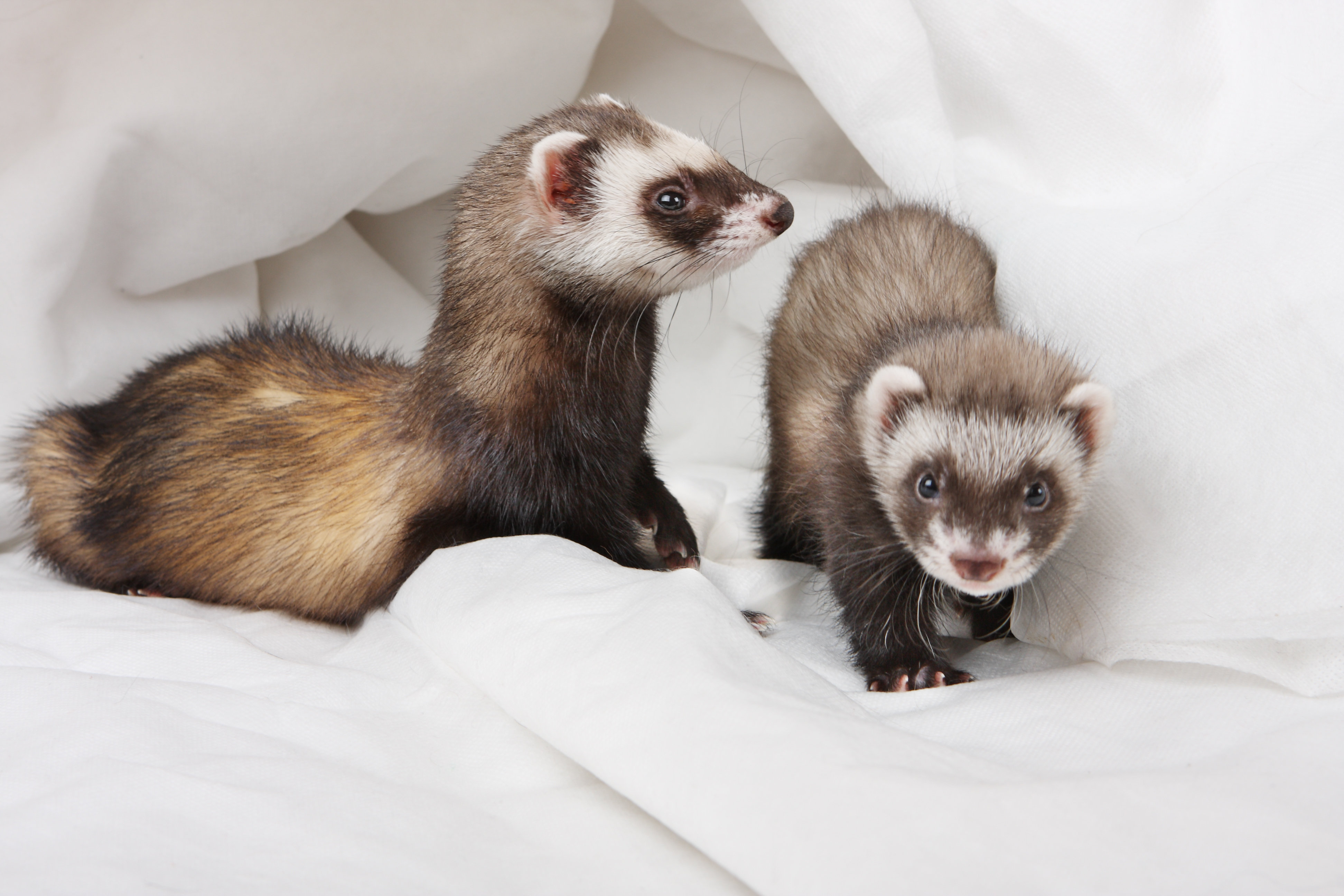 Ebern Designs Two Ferrets by Kuricheva - Wrapped Canvas Photograph ...