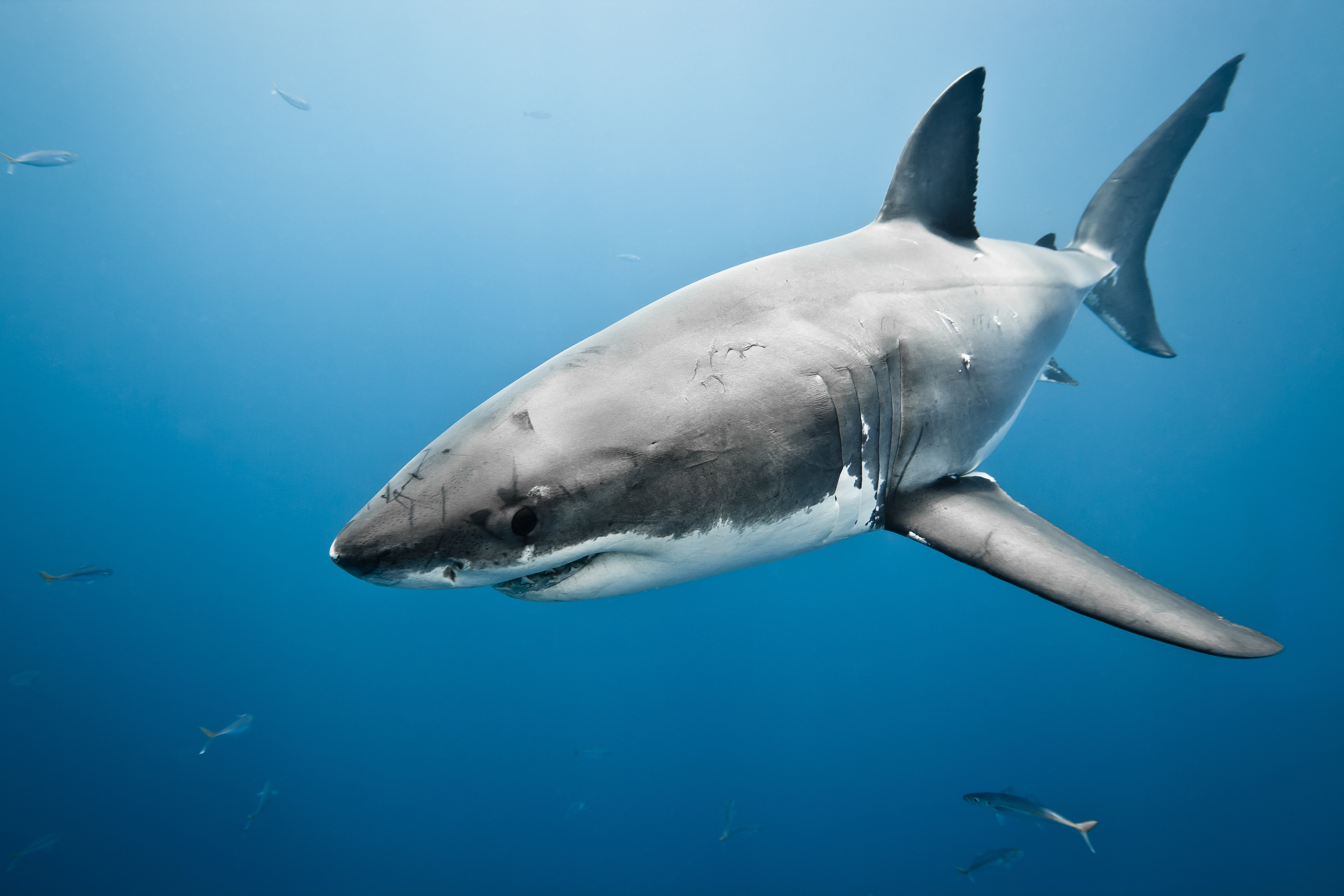 Highland Dunes Great White Shark by Vladoskan - Wrapped Canvas ...