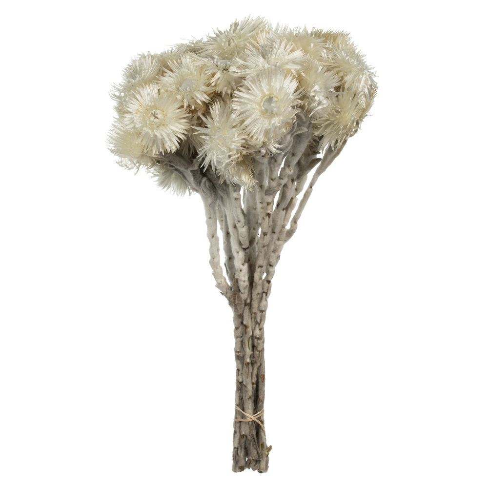 Ophelia & Co. 13-14" Natural White Everlasting Flowers, approximately ...
