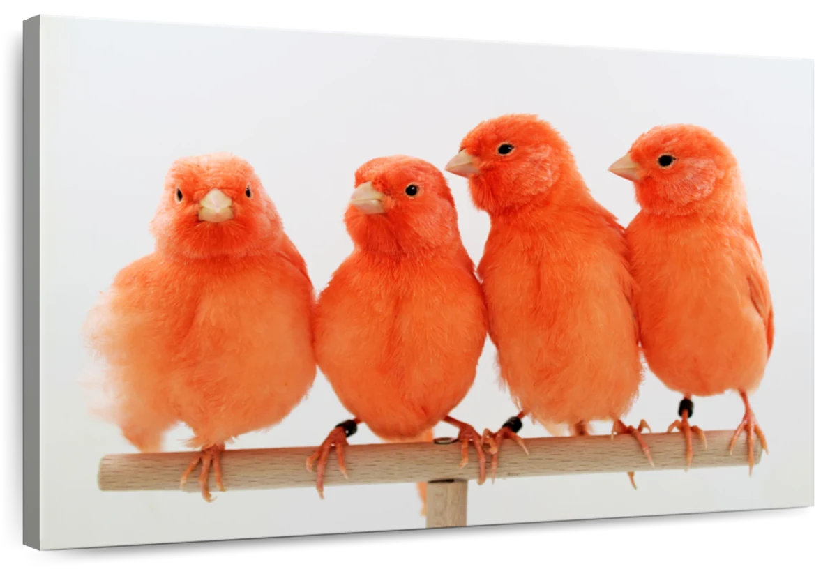 Ebern Designs Brampt Red Canaries | Wayfair