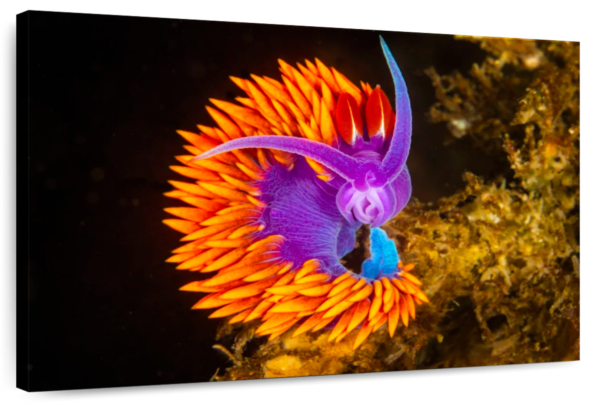 August Grove® Spanish Shawl Nudibranch | Wayfair