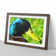 East Urban Home Mallard Duck - Picture Frame Painting | Wayfair.co.uk