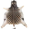 Foundry Select Real Zebra Skin Rug | Wayfair