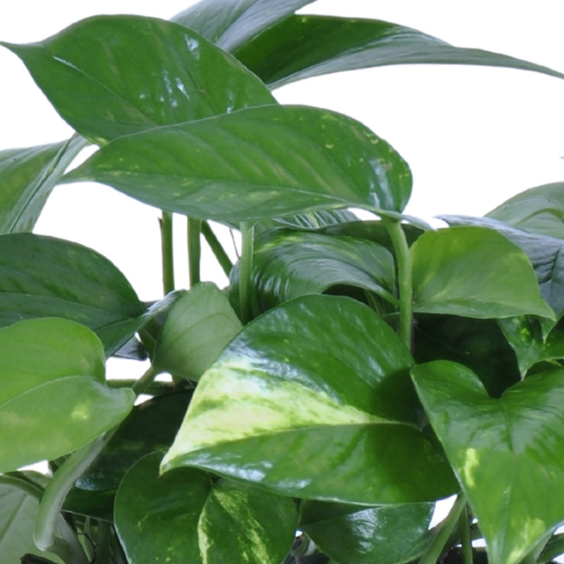 United Nursery Live Golden Pothos Devil's Ivy Vine Plant Indoor ...