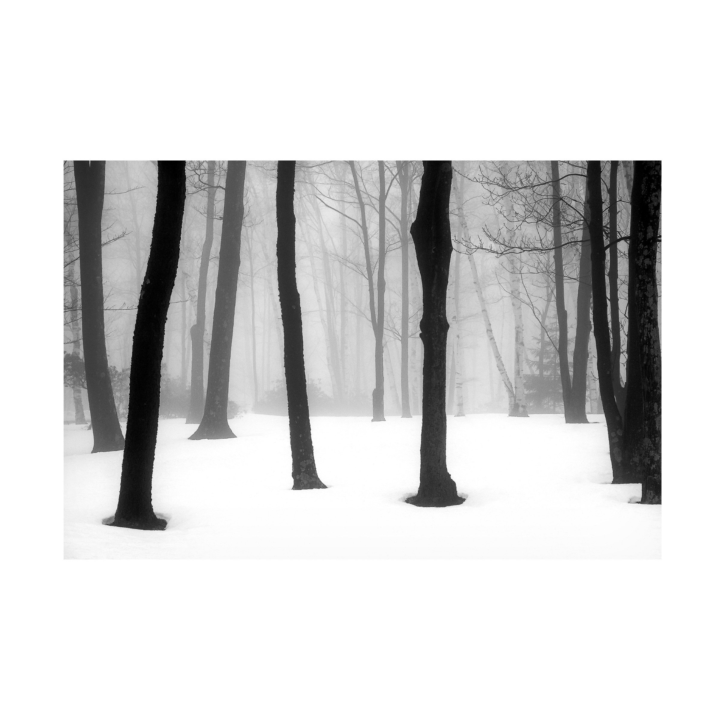 Millwood Pines Kelly Sinclair 'Winter Fog' Canvas Art - Wayfair Canada