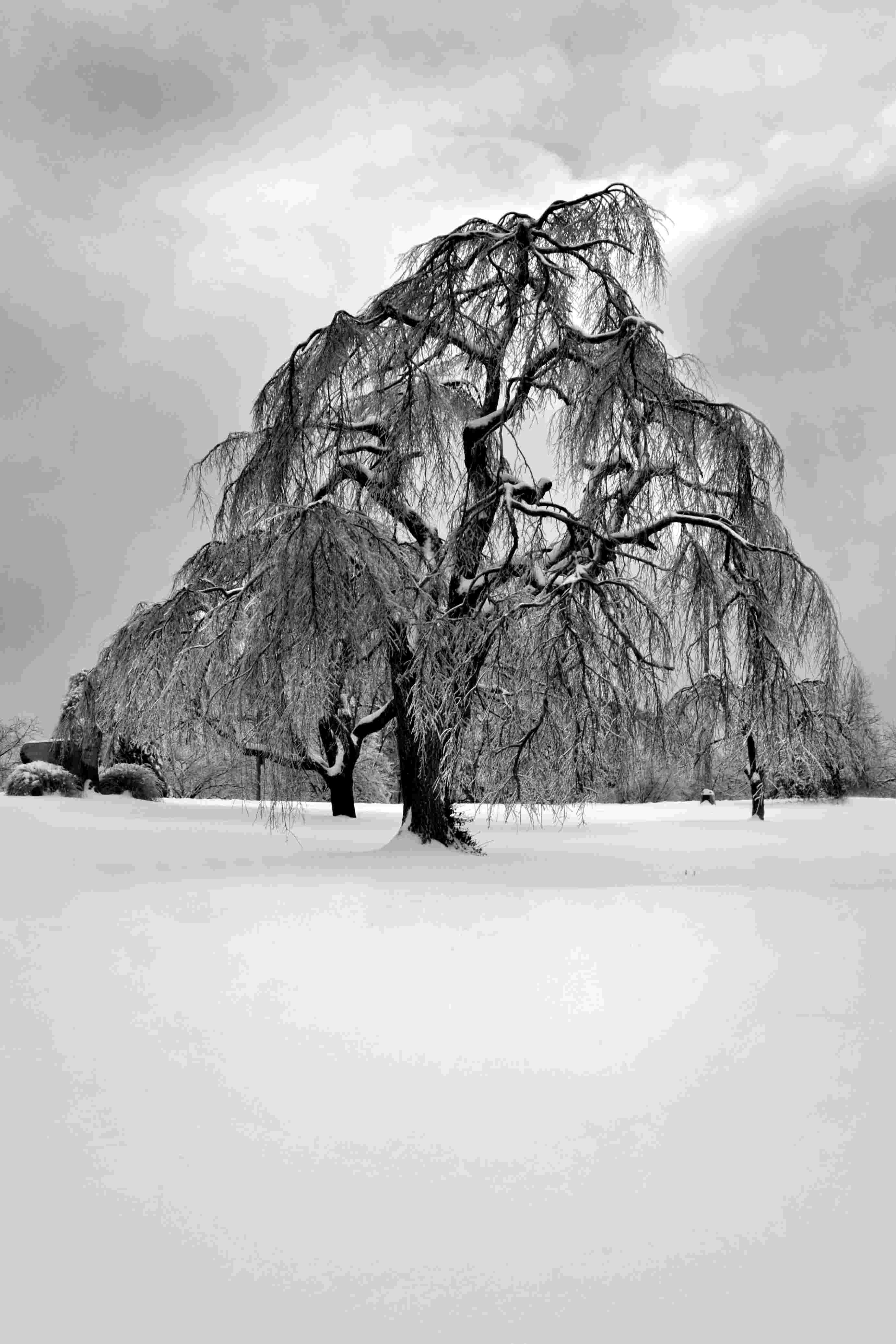 Winston Porter Icy Tree by - on | Wayfair