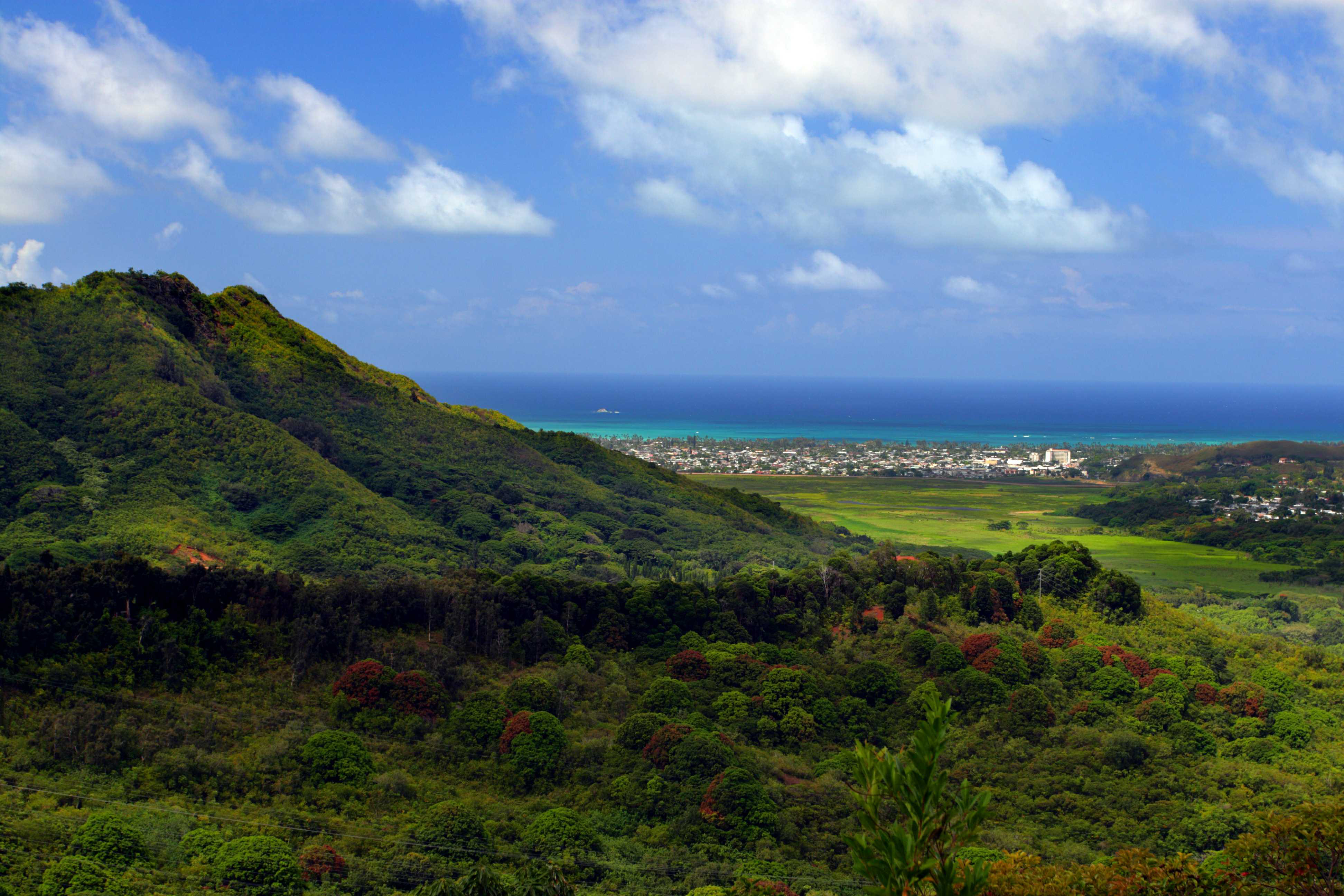Millwood Pines Nuuanu Pali State Park by - Wrapped Canvas Photograph ...
