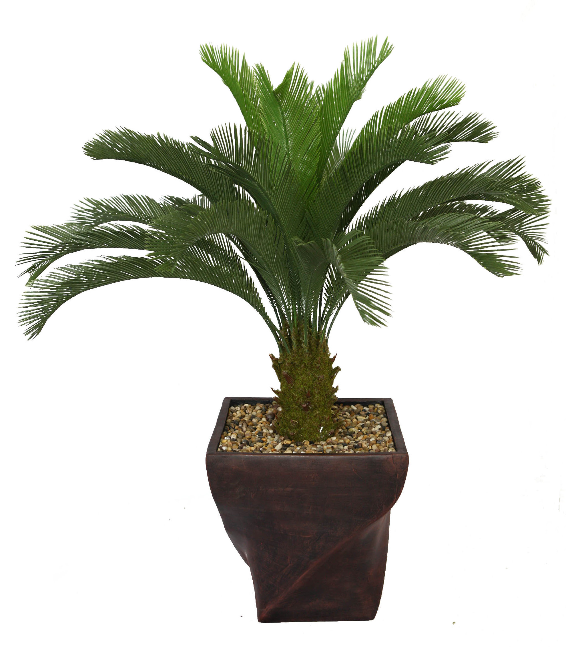 Laura Ashley Panama Tall Cycas Palm Tree in Planter & Reviews | Wayfair