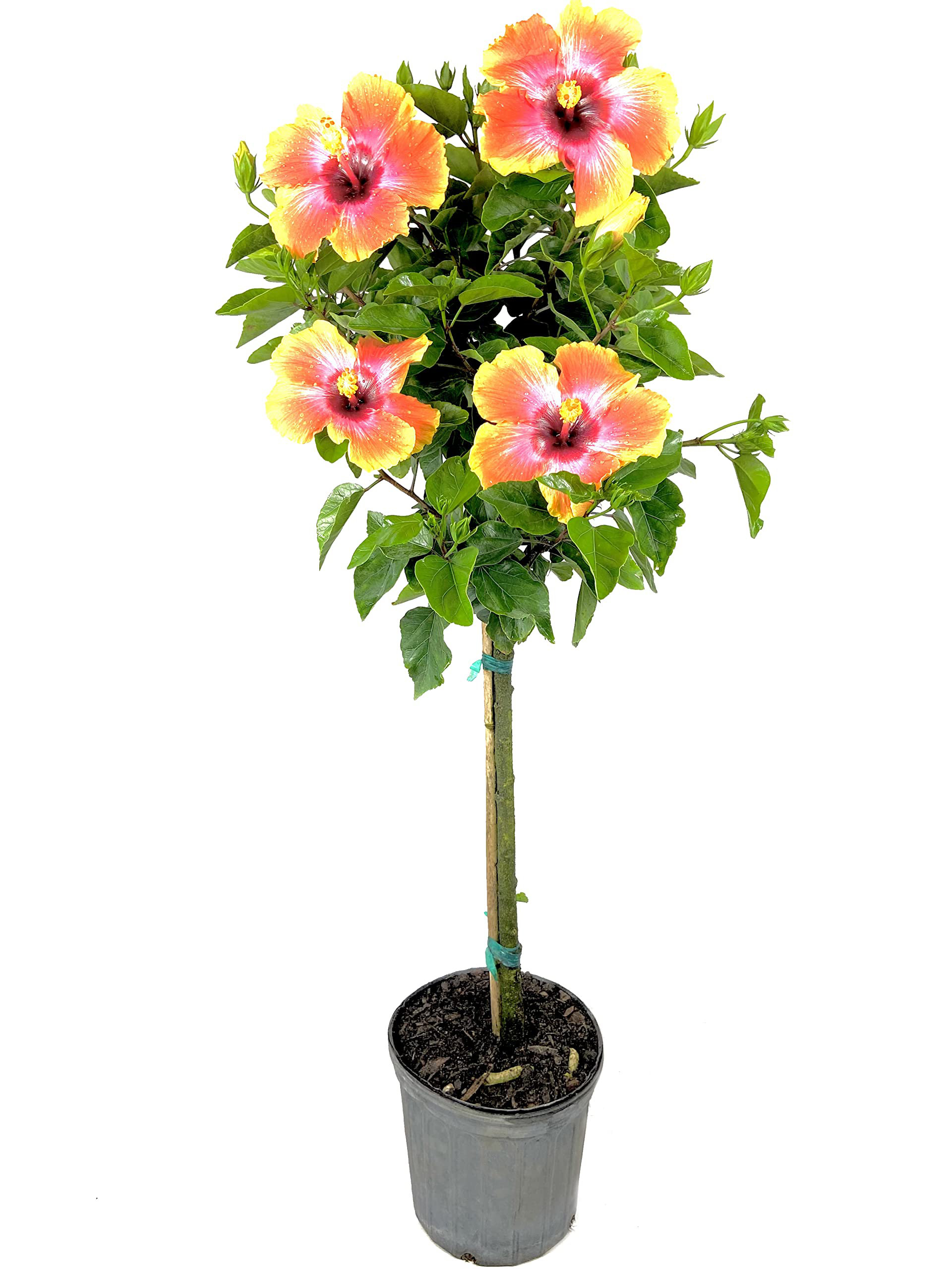 Wekiva Foliage LLC Hibiscus Fiesta Tree - Live Plant in a 3 Gallon Pot ...