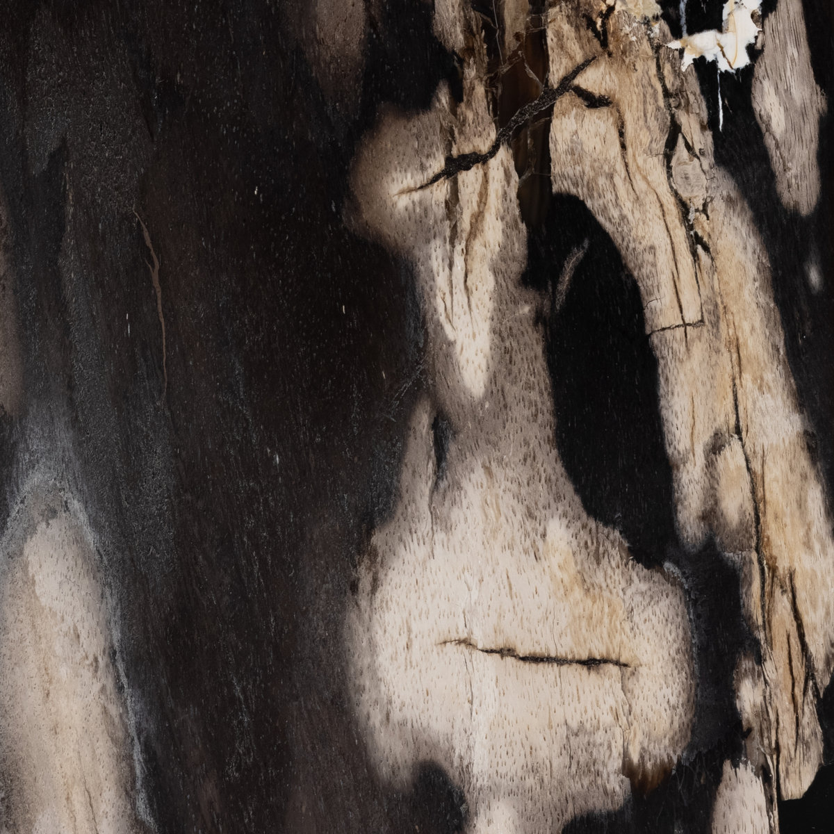 Four Hands Bevin End Table - Dark Petrified Wood & Reviews | Perigold