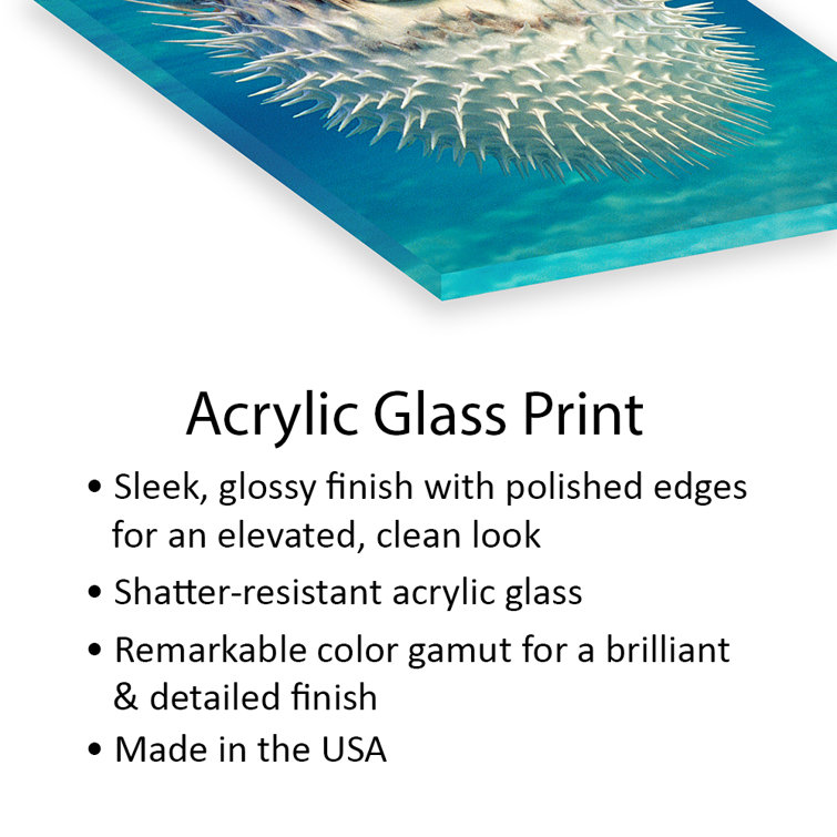 Dovecove Close-Up Of A Puffer Fish, Bahamas Print On Acrylic Glass ...