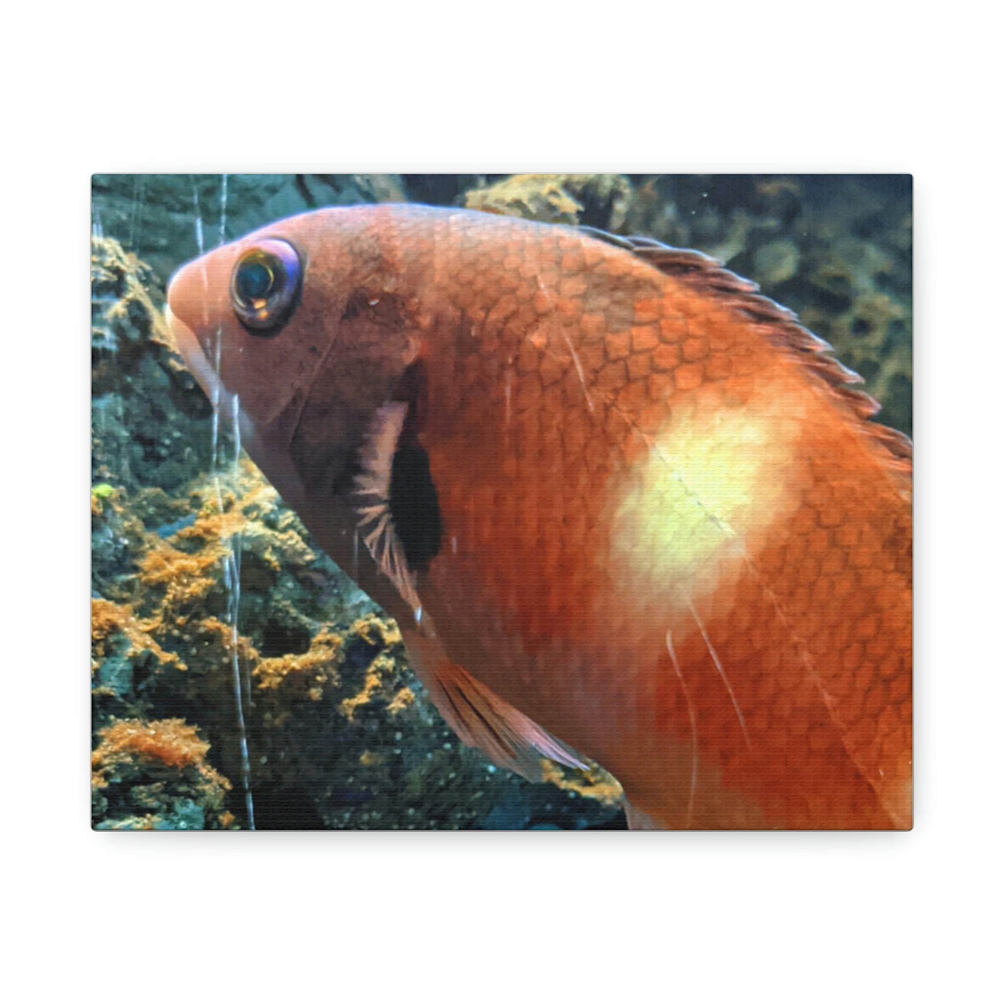 Rosecliff Heights Orange Fish by Kelly Johnson - Wrapped Canvas ...