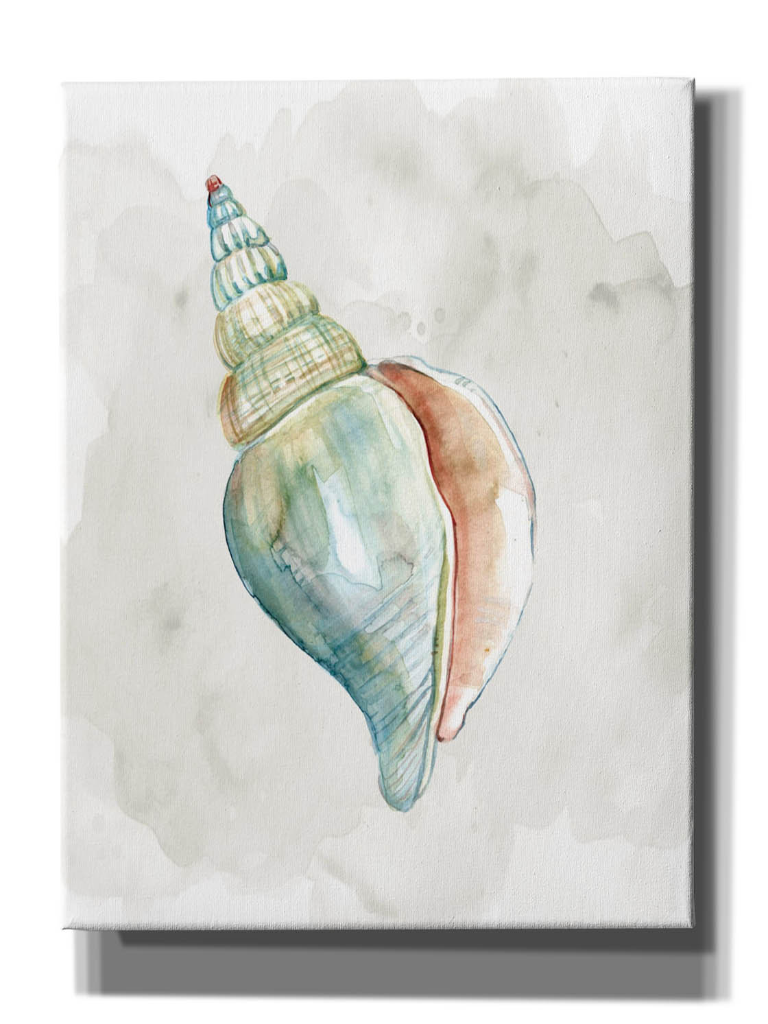 Dovecove " Pastel Shell II " by Carol Robinson | Wayfair