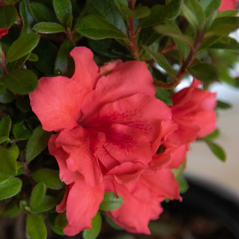 Encore Azalea 1 Gallon Encore Azalea Autumn Coral - Pink Blooming ...