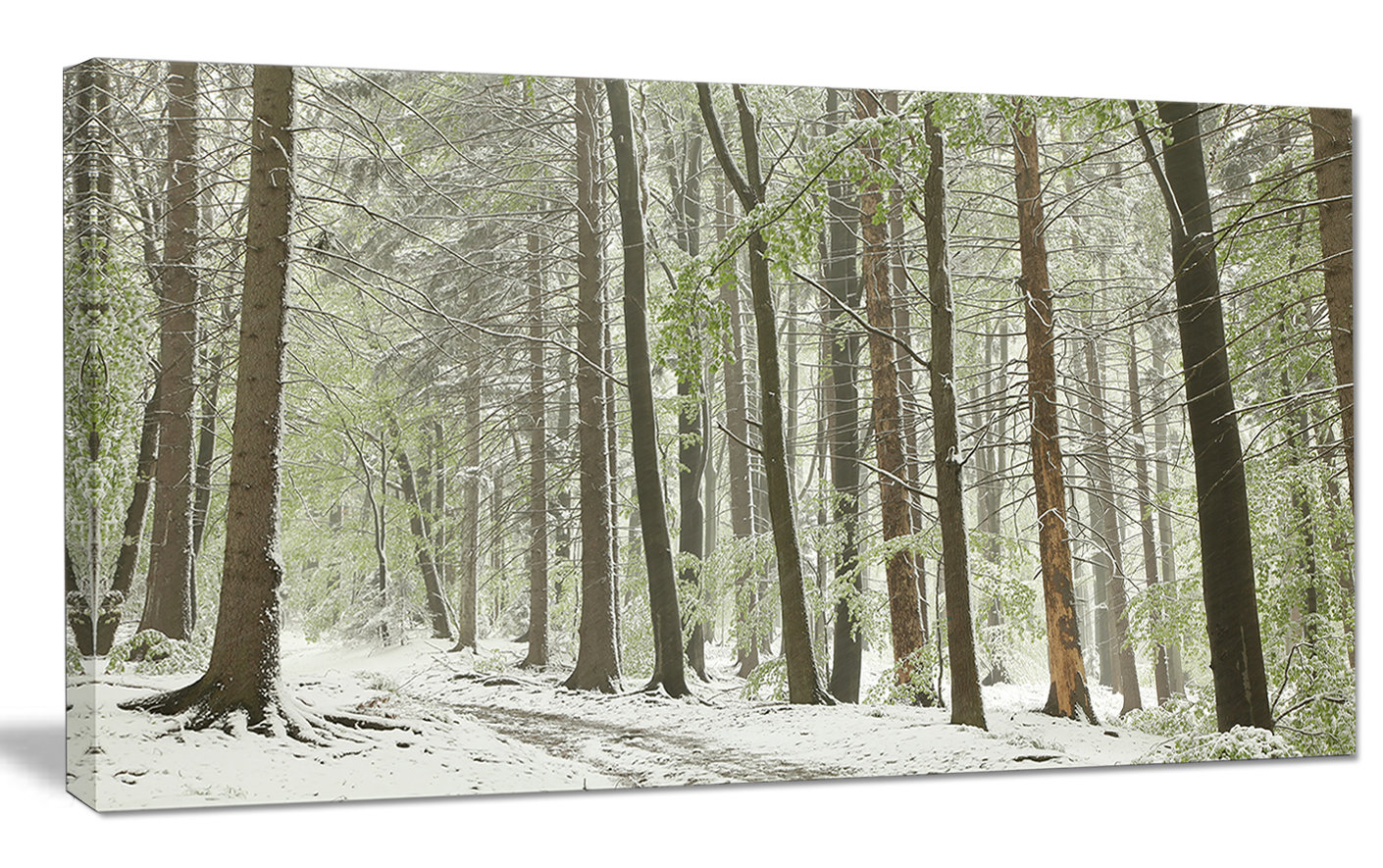 Design Art Spring Beech Forest Scenery - Wrapped Canvas Photograph ...