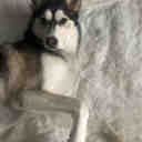 Intelligent Design Ensemble d'édredon et Commentaires - Wayfair Canada