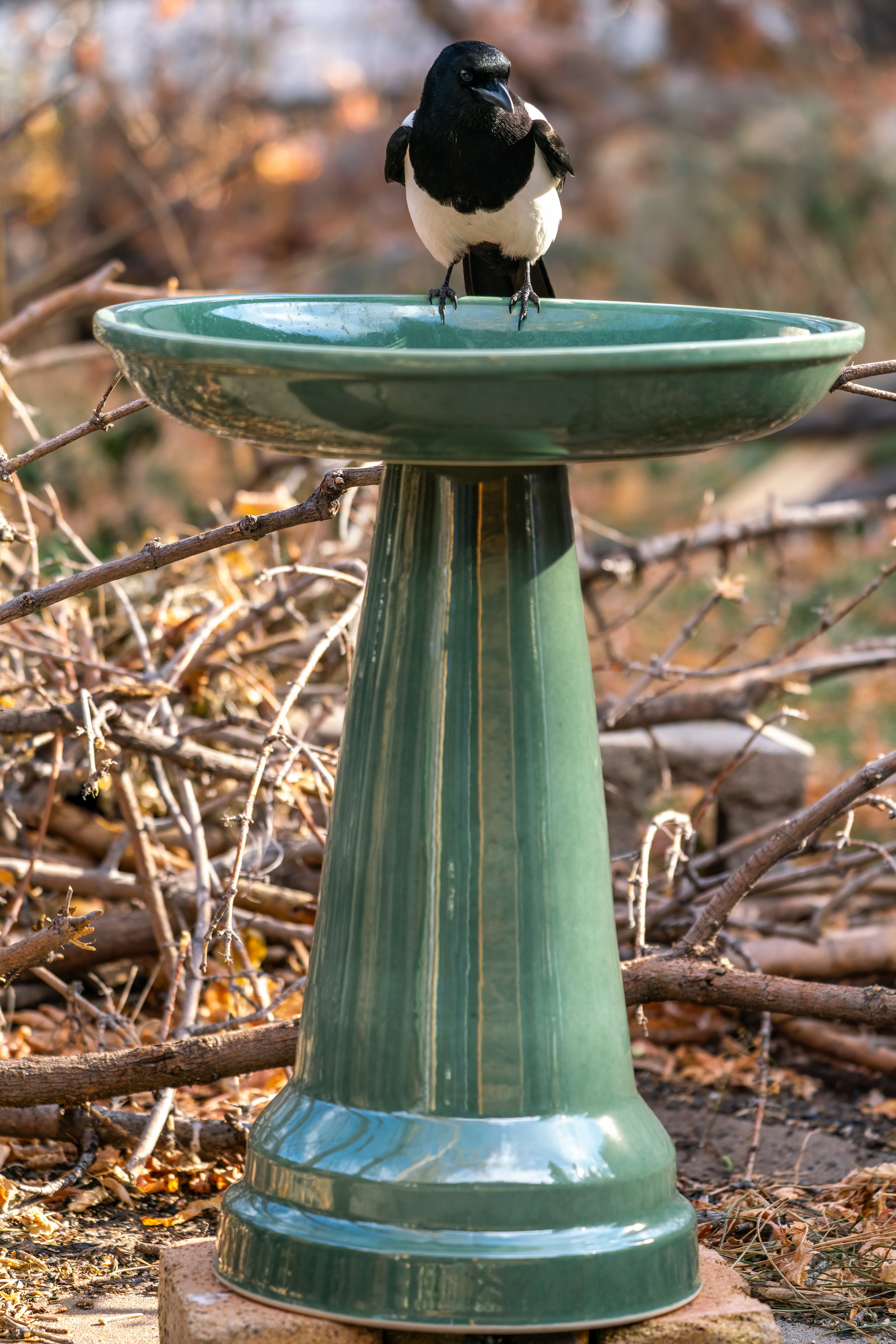 Birds Choice Ohio Stoneware Weather Resistant Ceramic Clay Pedestal ...