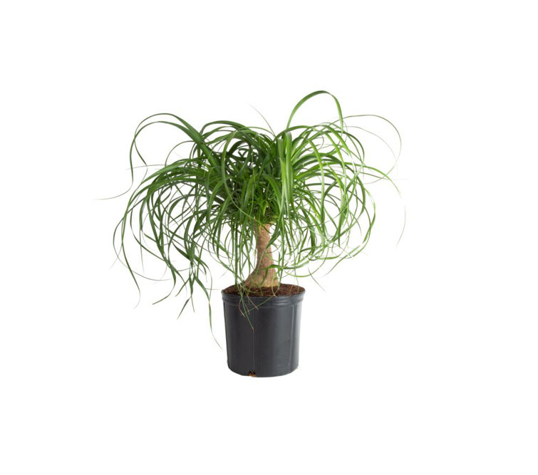 Costa Farms Indoor Ponytail Palm House Plant in 10-inch Nursery Pot ...