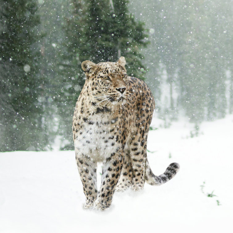 Mirrorstone Persian Leopard Picture Infrared Wi-Fi + Remote Flat ...