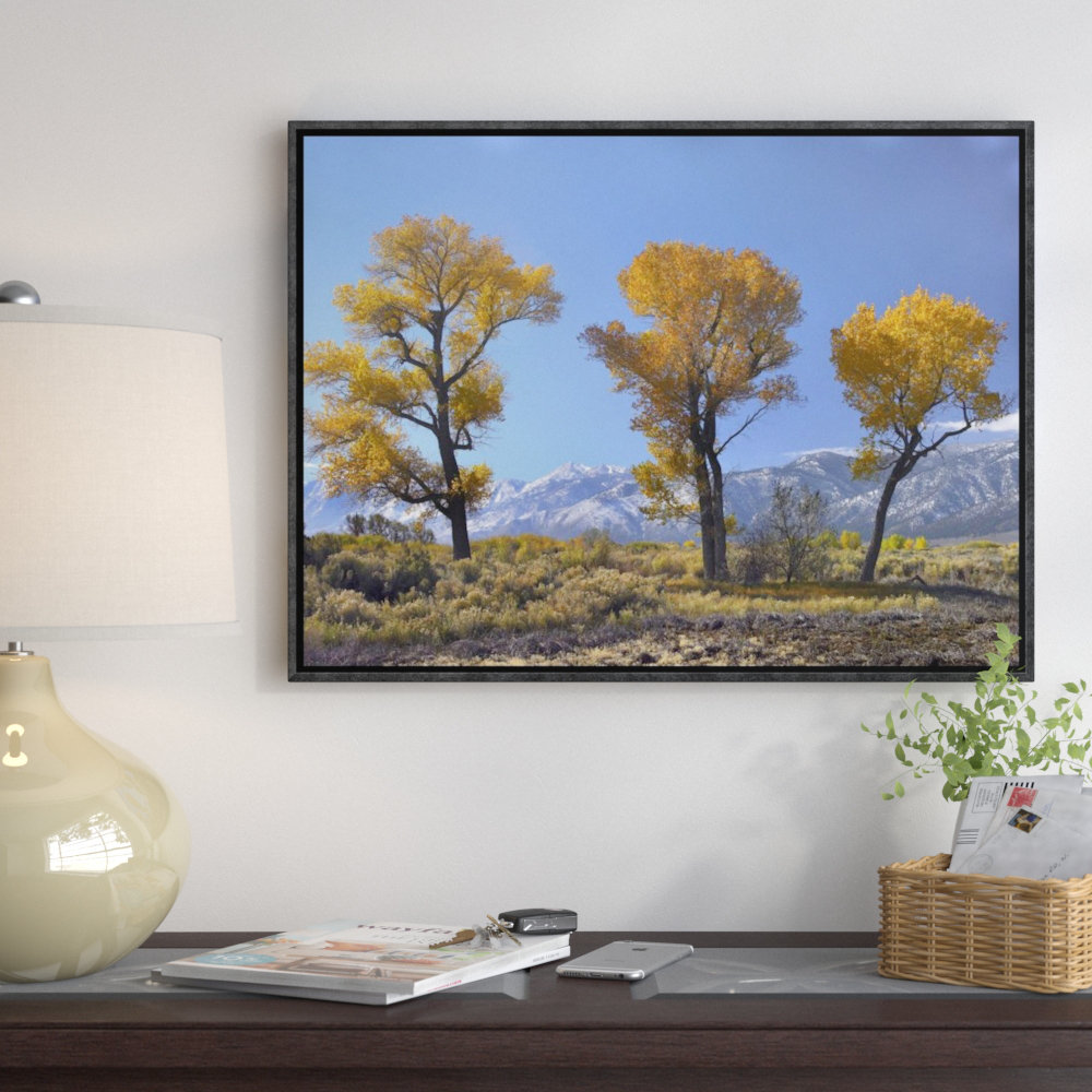 East Urban Home 'Cottonwood Trees, Fall Foliage, Carson Valley, Nevada ...