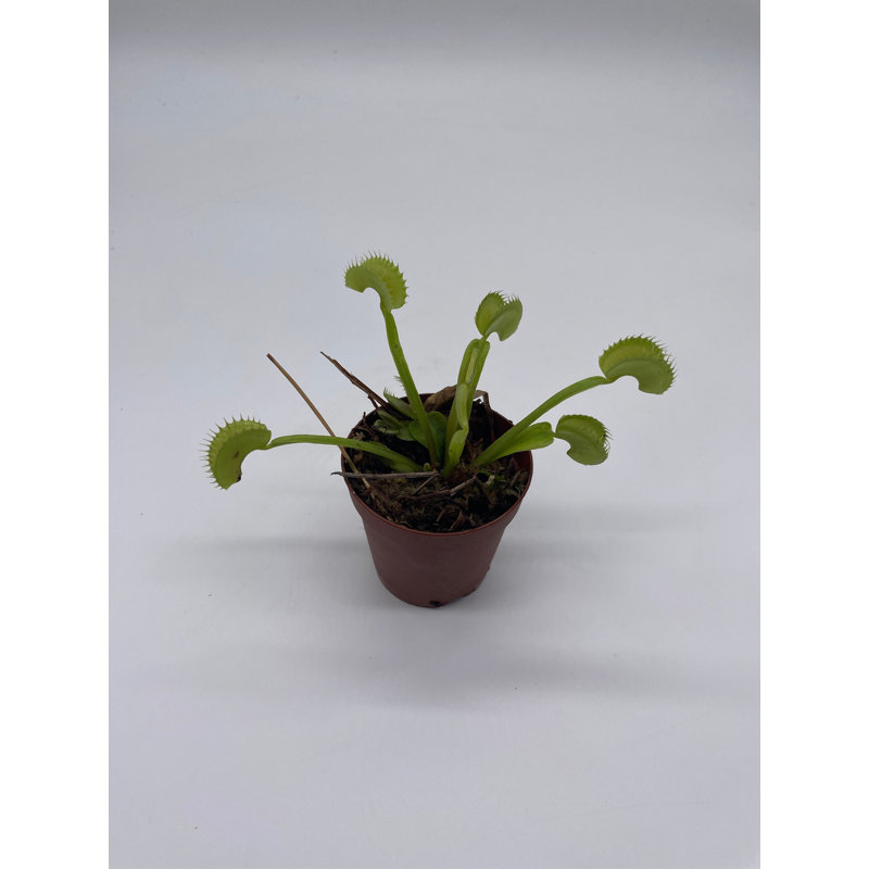 Florida House Plants Venus Flytrap, Dionaea Muscipula Perennial ...