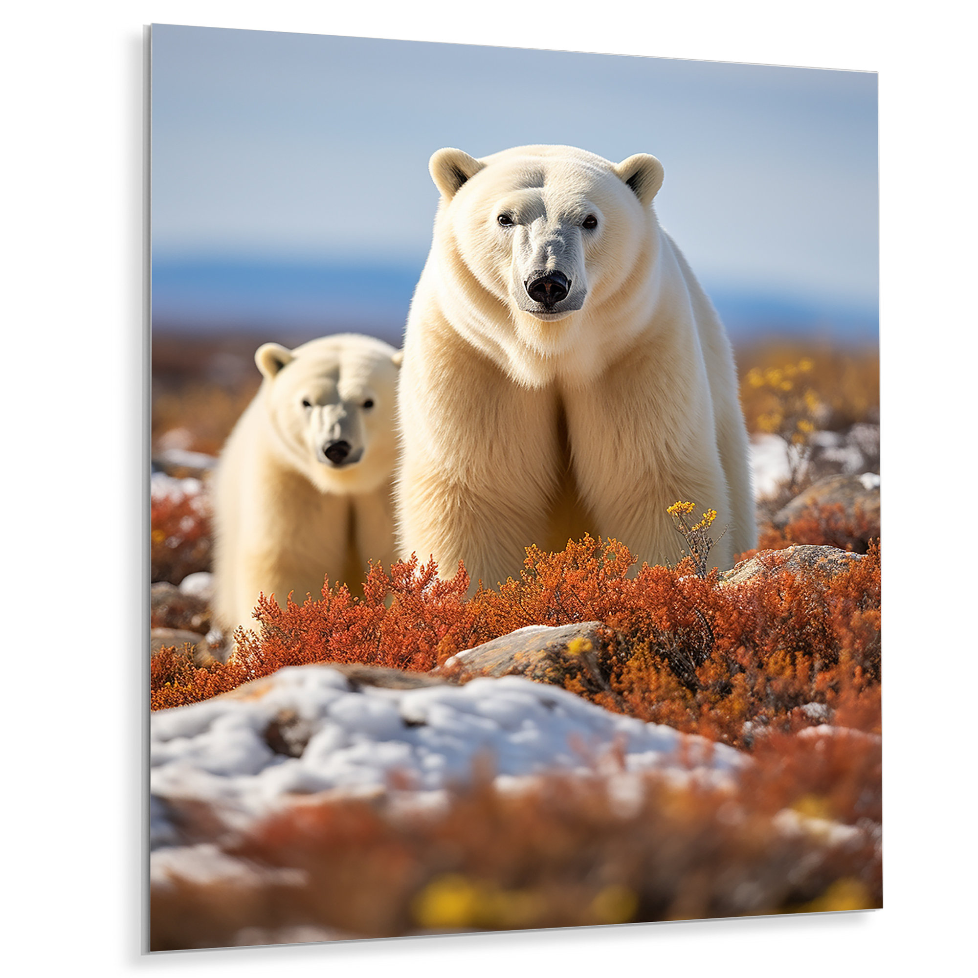 Dakota Fields Canada Churchill Adventures III - Animals Metal Wall Art ...