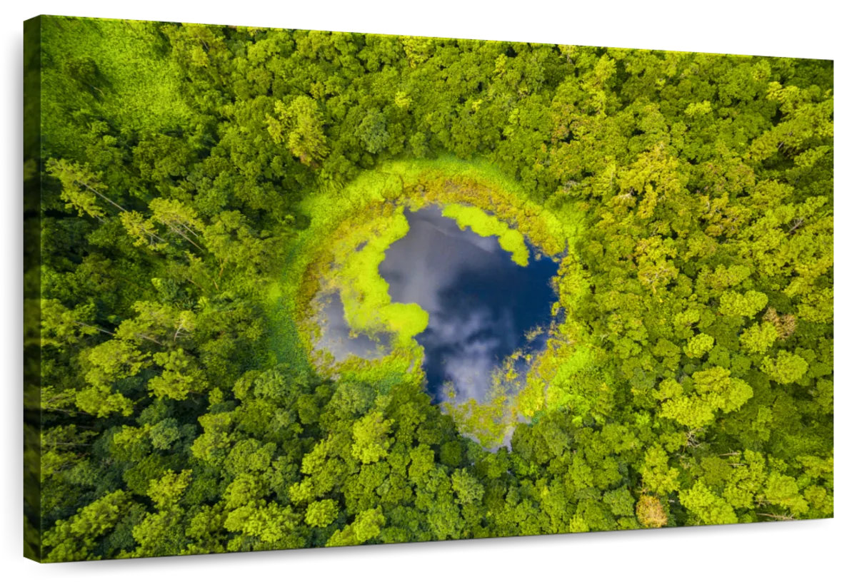 Millwood Pines Alvord Mauritius Tropical Jungle - Wayfair Canada