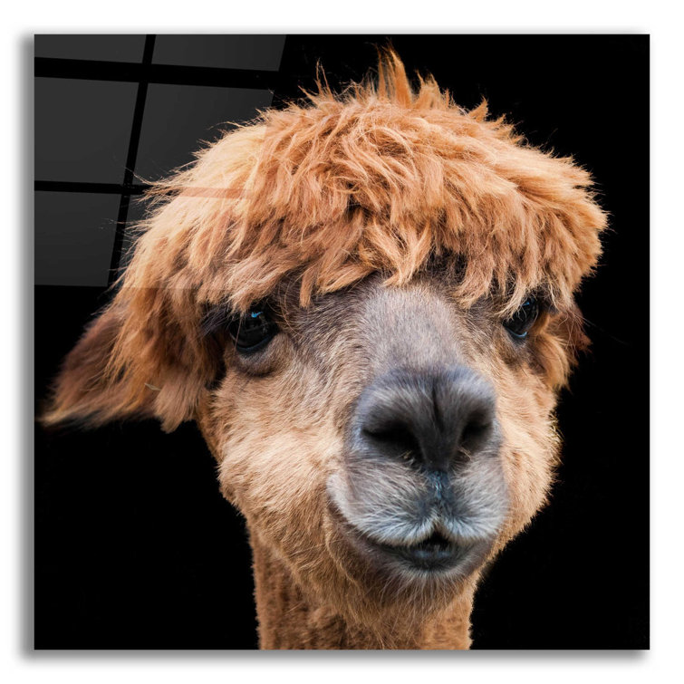 Ebern Designs Hippy Lama On Plastic / Acrylic by Epic Portfolio Print ...