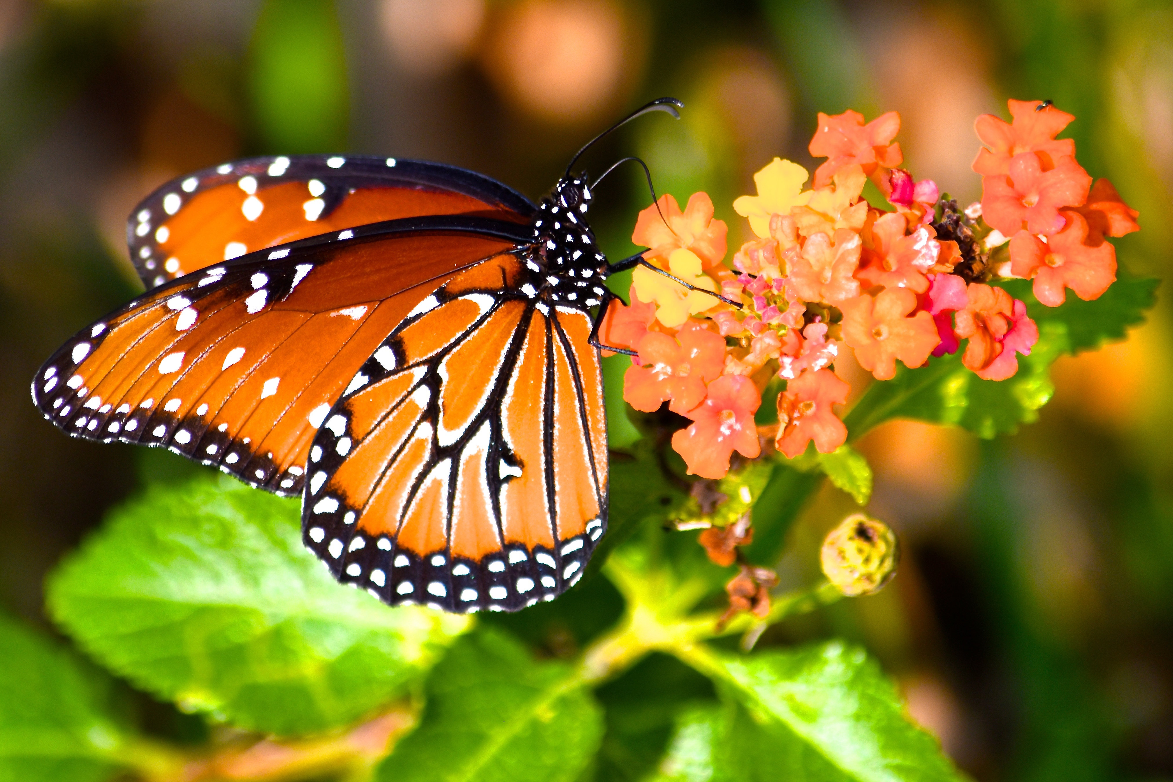 Gracie Oaks Derrald Monarch Butterfly On Canvas Photograph | Wayfair