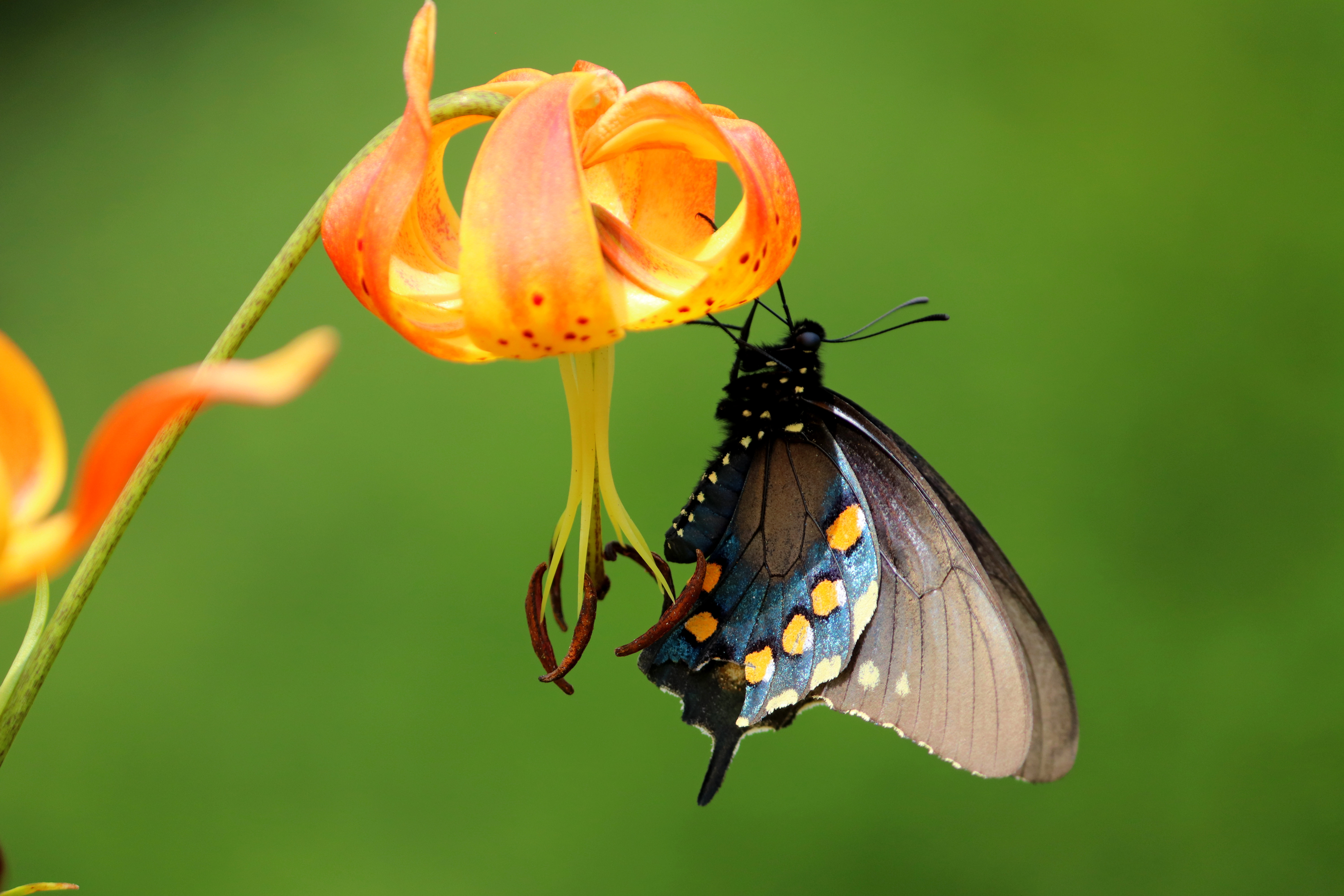 Hokku Designs Chalon Swallowtail Butterfly On A Tiger Lily. by James ...