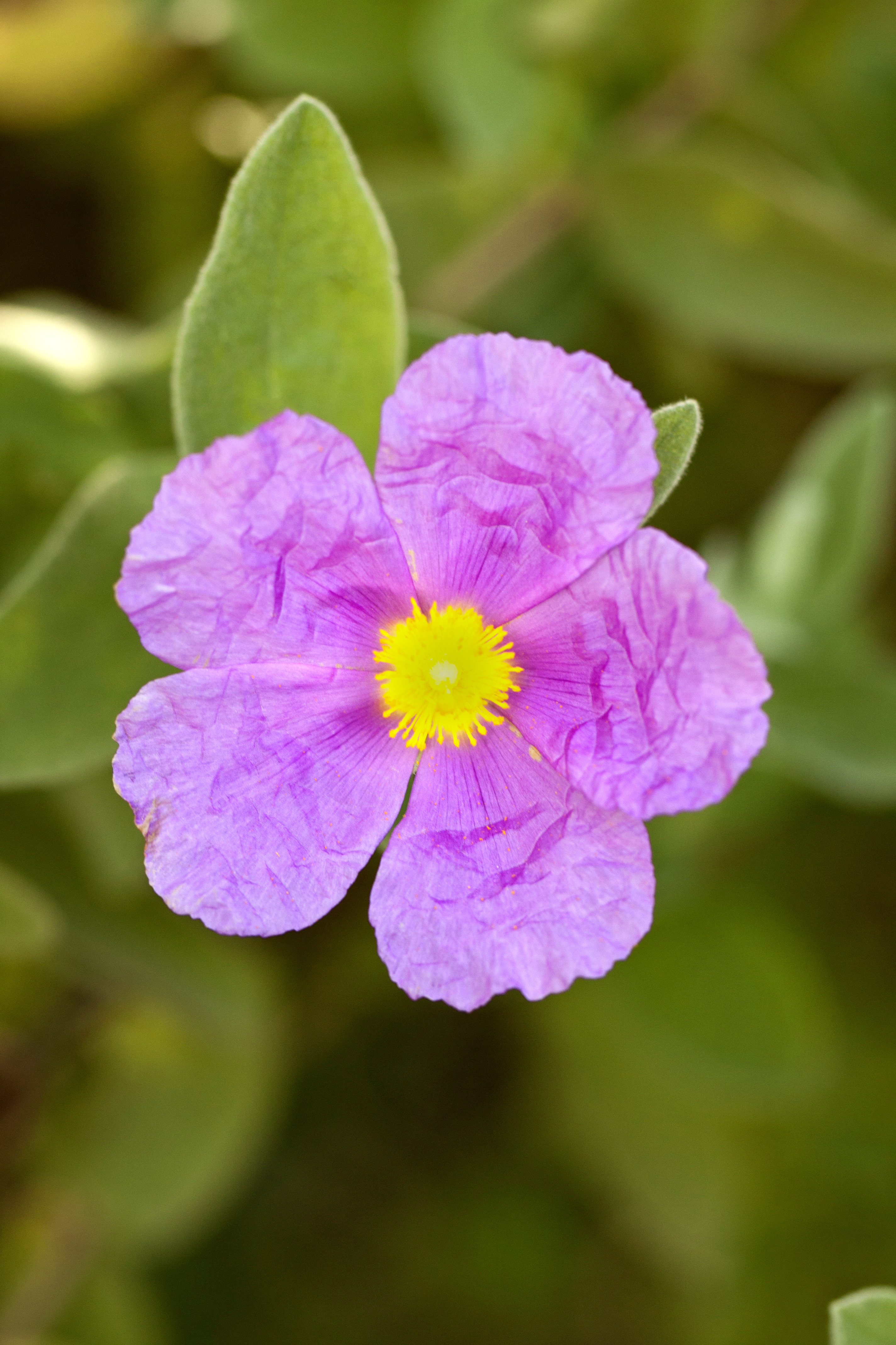 Hokku Designs Elyna " Rockrose (Cistus Crispus) " by Membio | Wayfair