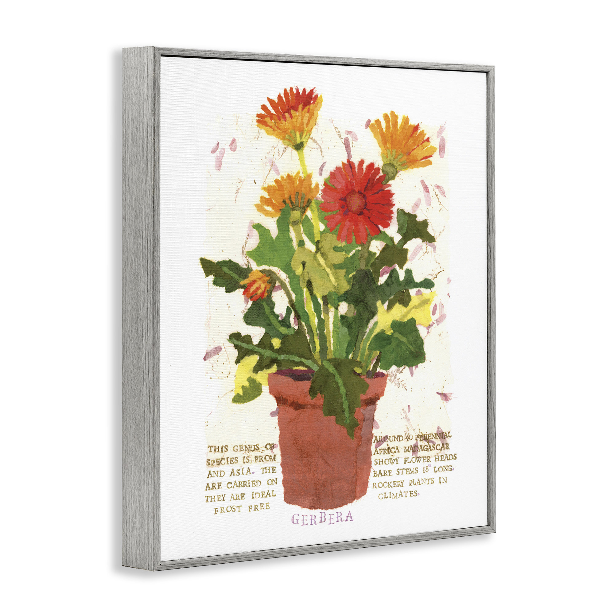 Ophelia & Co. Potted Gerbera Daisies Art by Nancy Overton bg-187 | Wayfair