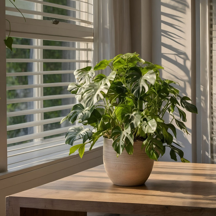 Plant in a Box Monstera Minima - Mini Laniata - Height 20-30cm - Pot ...