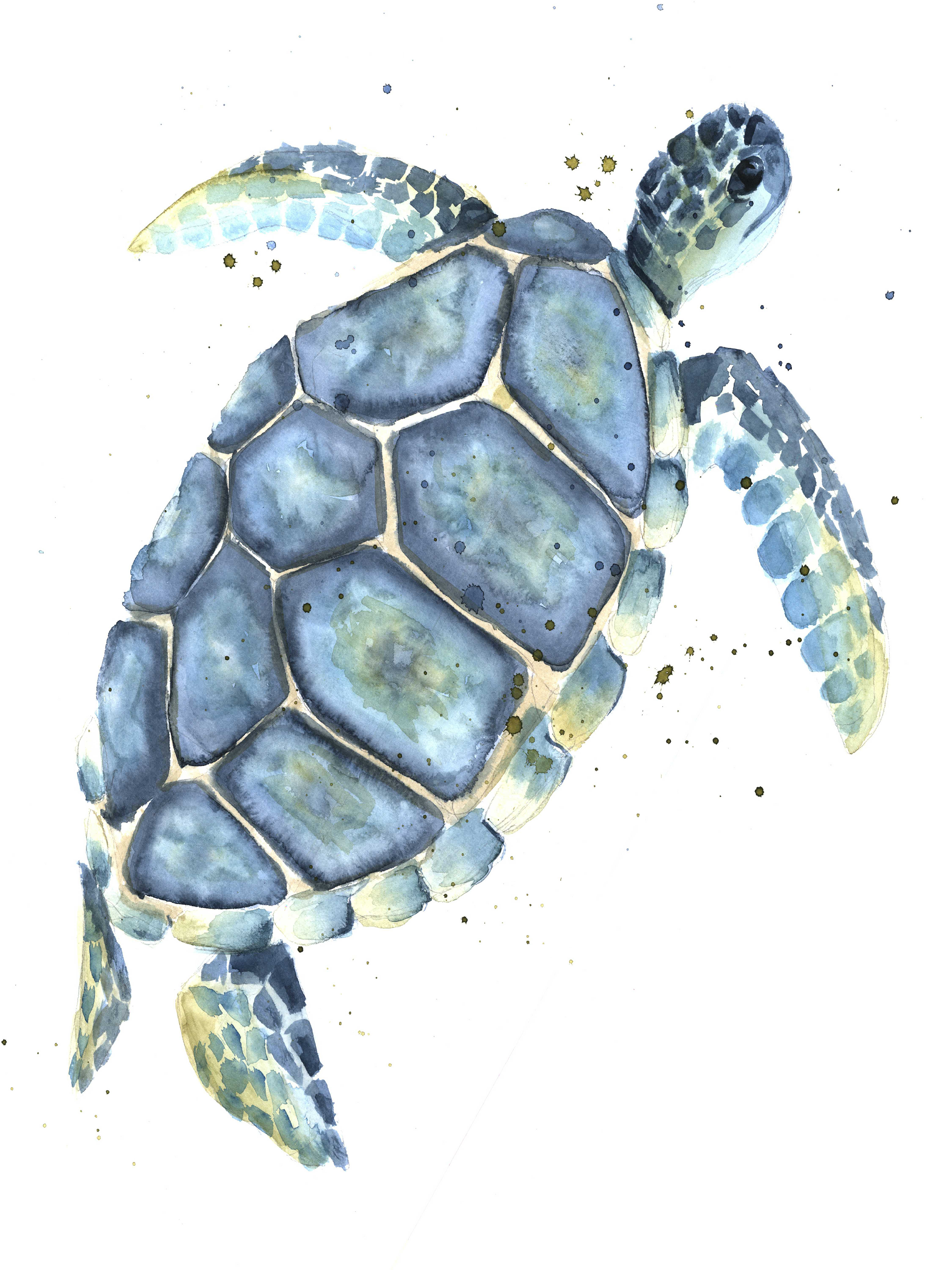 turtle watercolour