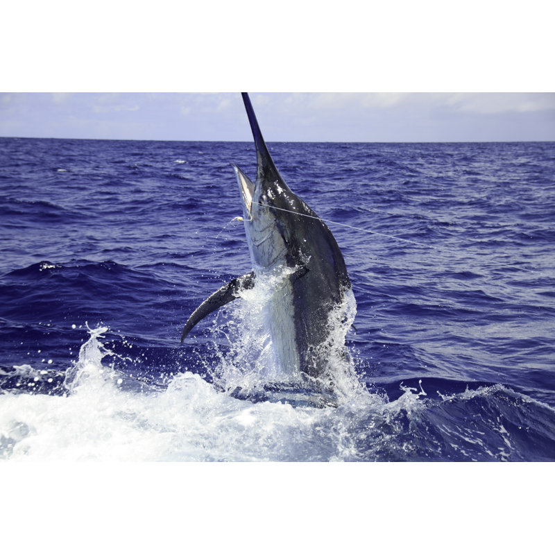 black marlin jumping