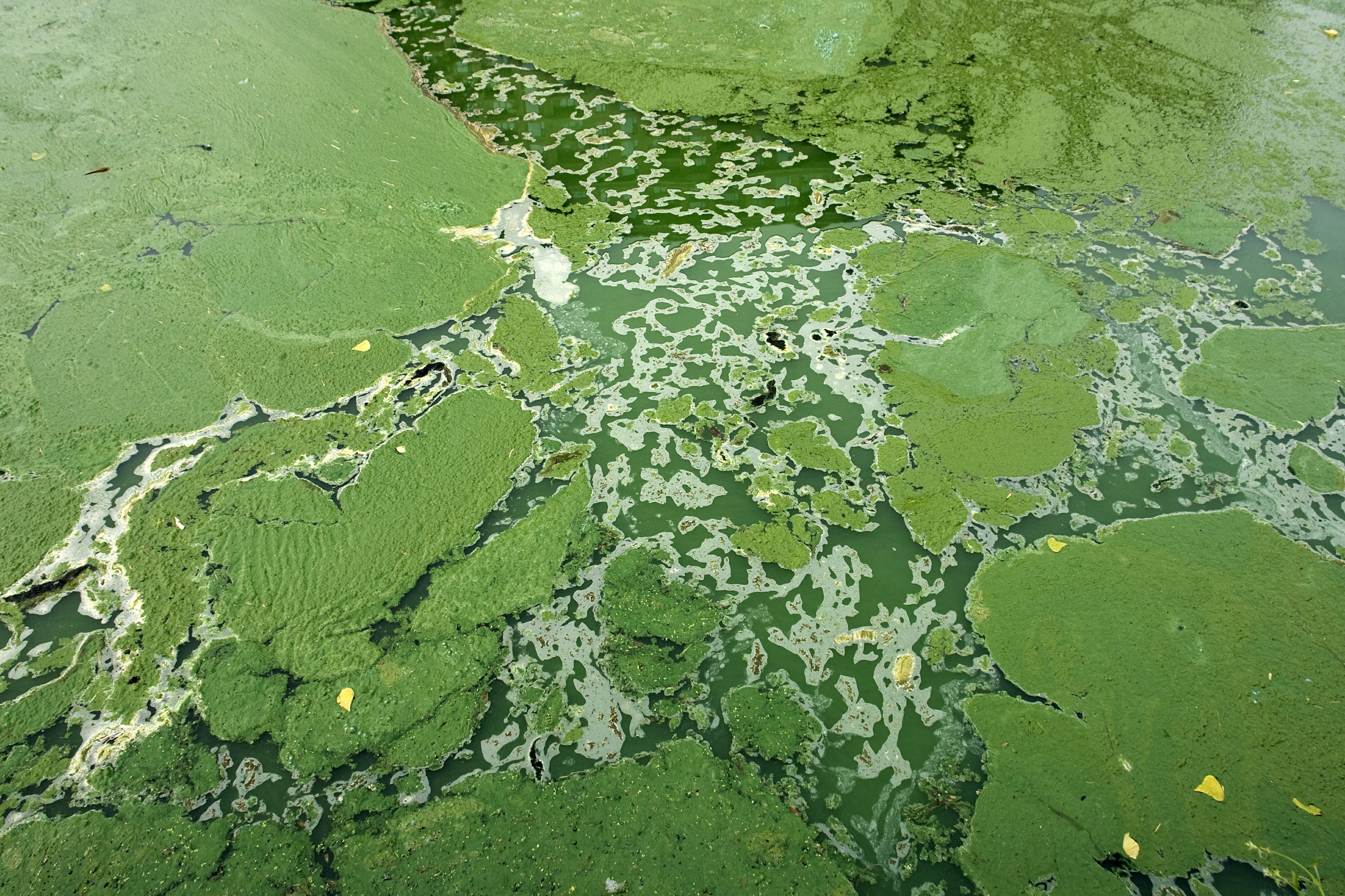 Ebern Designs Environment-Algae Background by Dominiquelandau - Wrapped ...