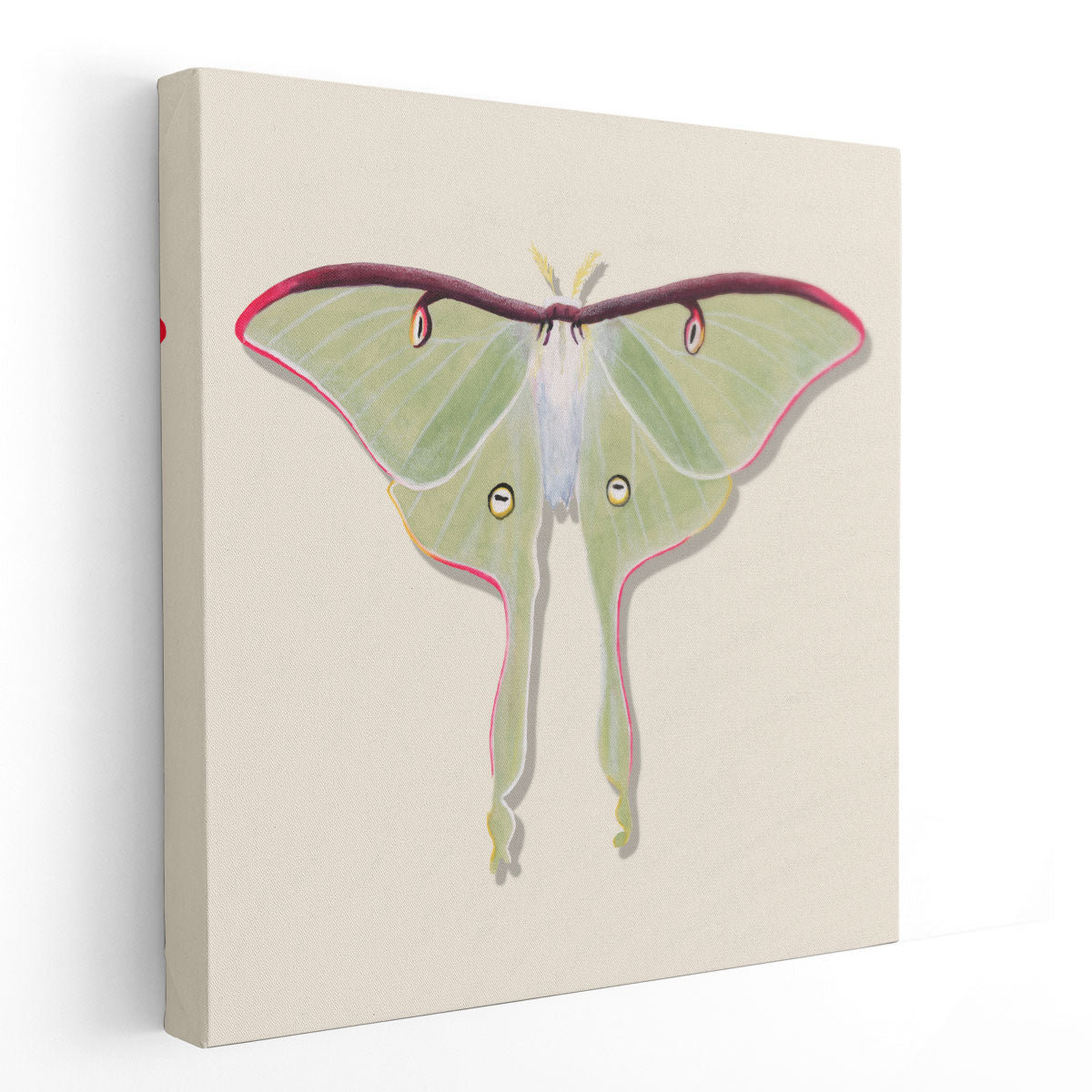 Dakota Fields Watercolor Moths IV - Canvas Print Wall Art | Wayfair