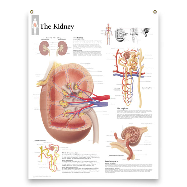 Trinx Set Of 2 Framed Medical Posters: The Kidney And The Urinary ...