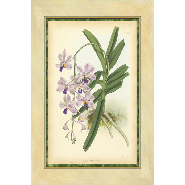 Lily Manor Fitch Orchid V by J. N. Fitch - Wrapped Canvas Print ...